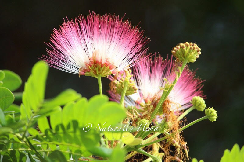 The Rain Tree – Naturally Hema